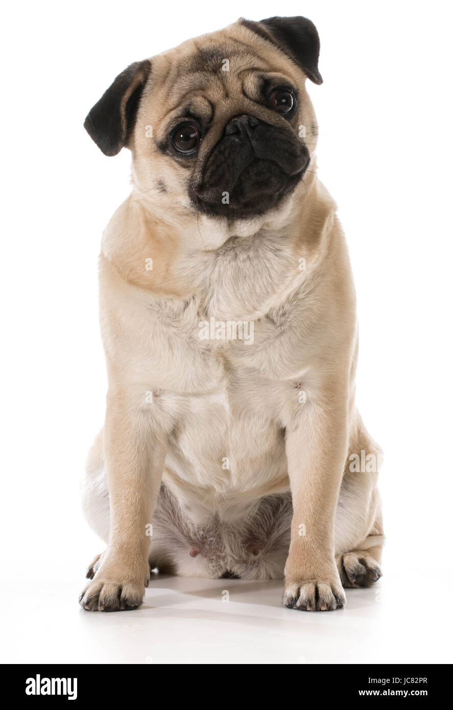 pug sitting isolated on white background Stock Photo - Alamy