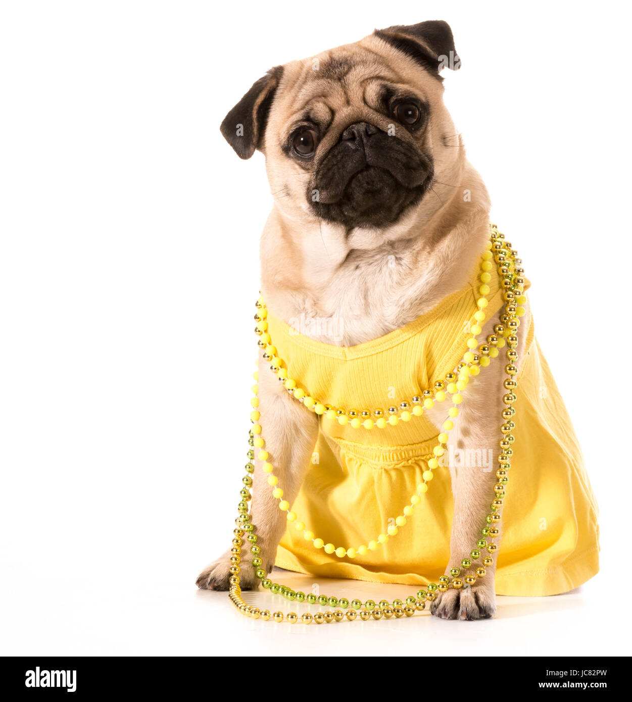 Cute Small Female Black Pug Stock Photos & Cute Small Female Black Pug ...