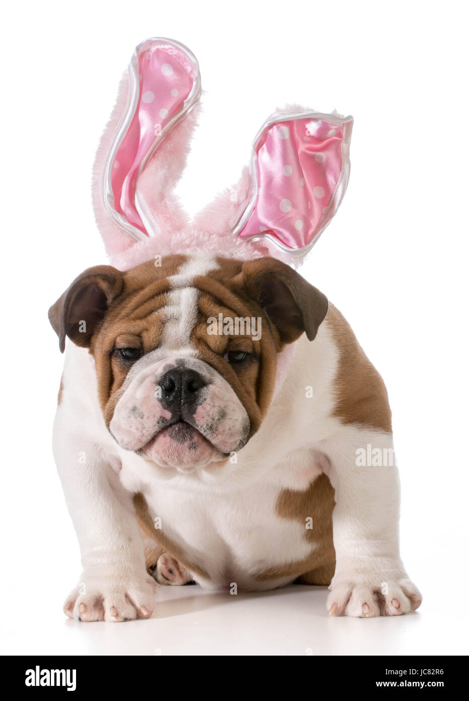 english bulldog wearing bunny ears Stock Photo - Alamy