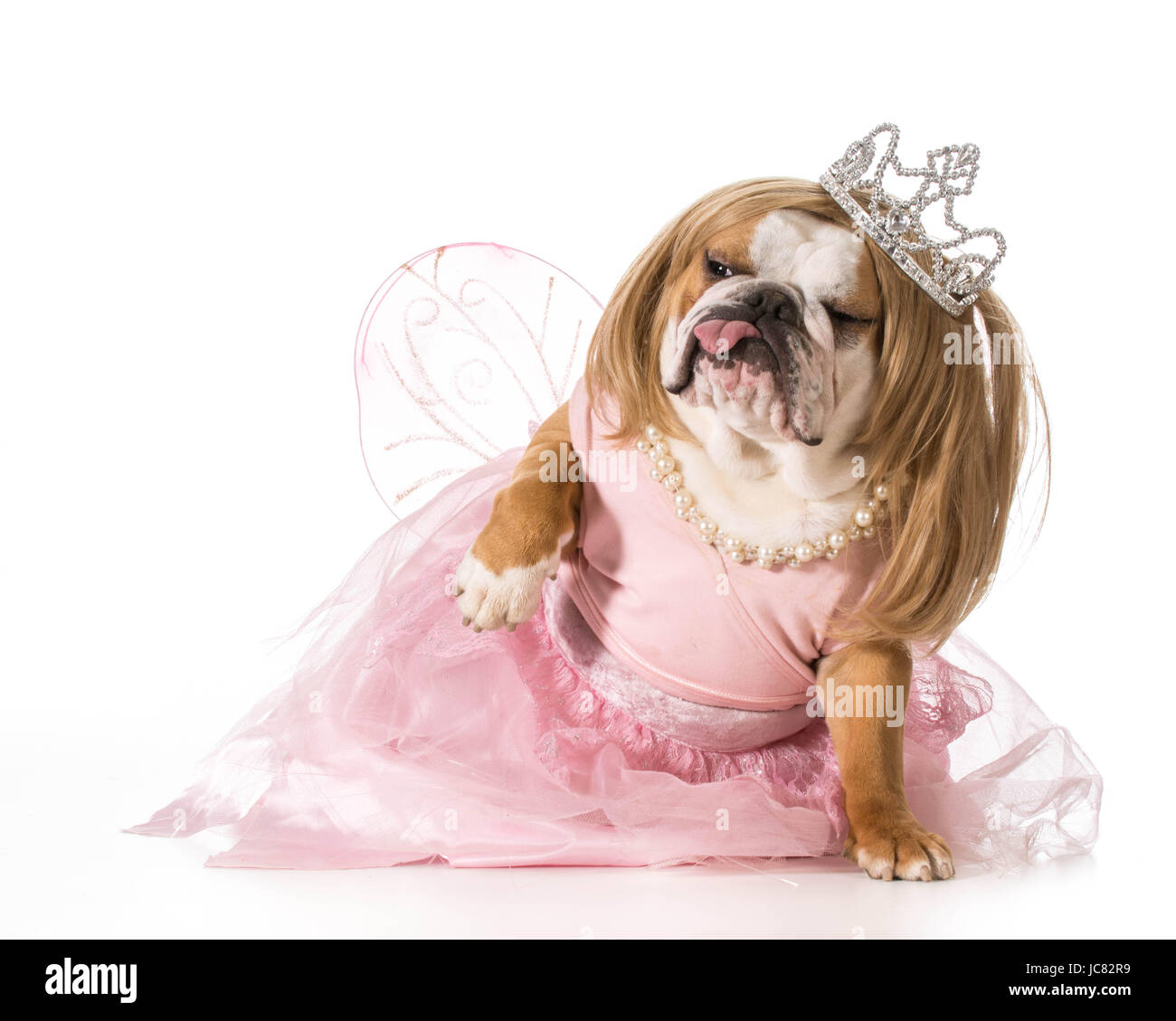 Dog wearing crown english bulldog hi-res stock photography and images ...
