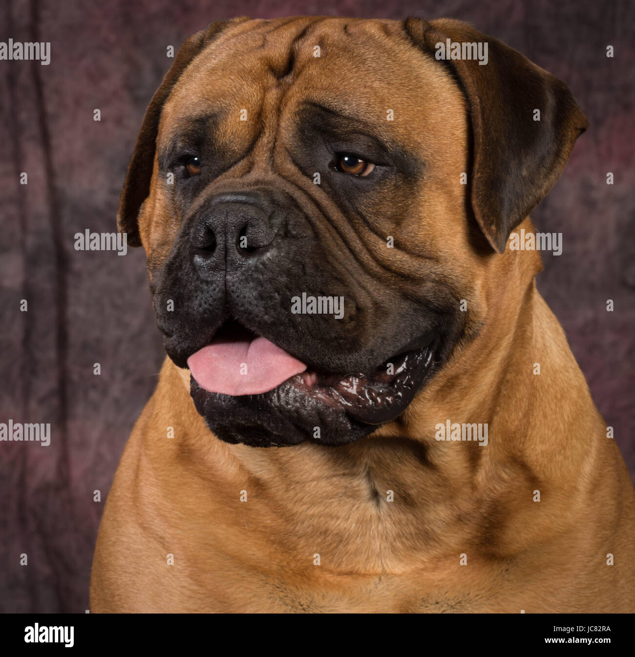 bullmastiff male portrait on purple background Stock Photo - Alamy