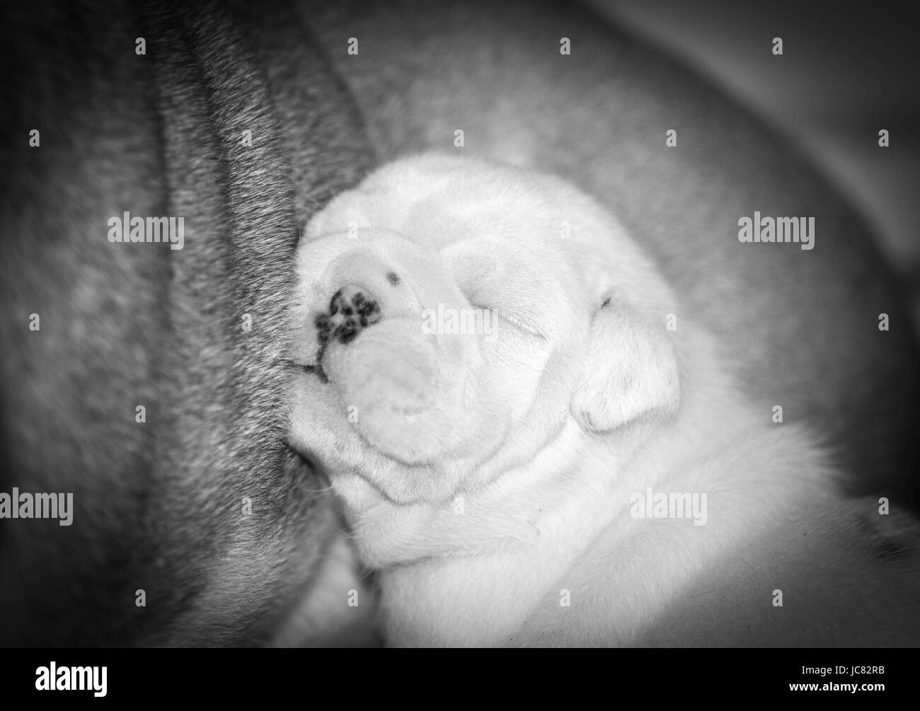 Newborn mother nurse Black and White Stock Photos & Images - Alamy