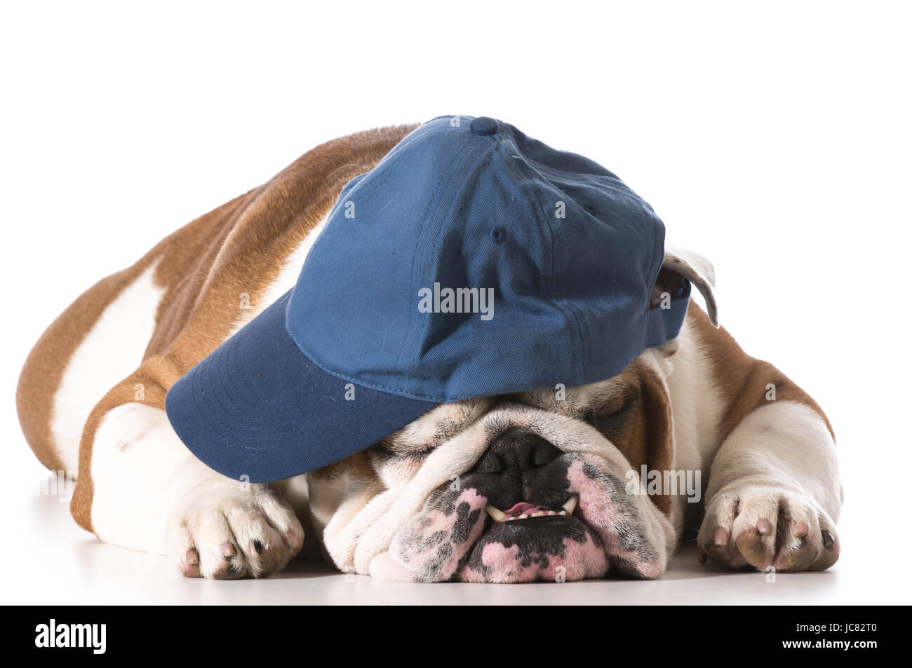 dog wearing baseball cap isolated on white background - english bulldog ...