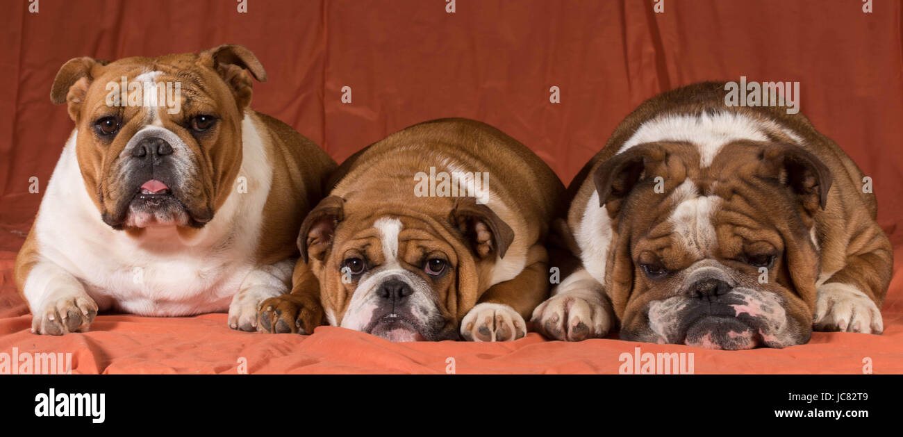 three english bulldogs laying down together Stock Photo - Alamy