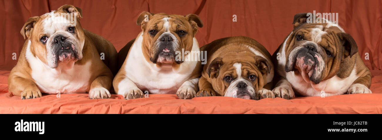four english bulldogs lined up in a row Stock Photo - Alamy