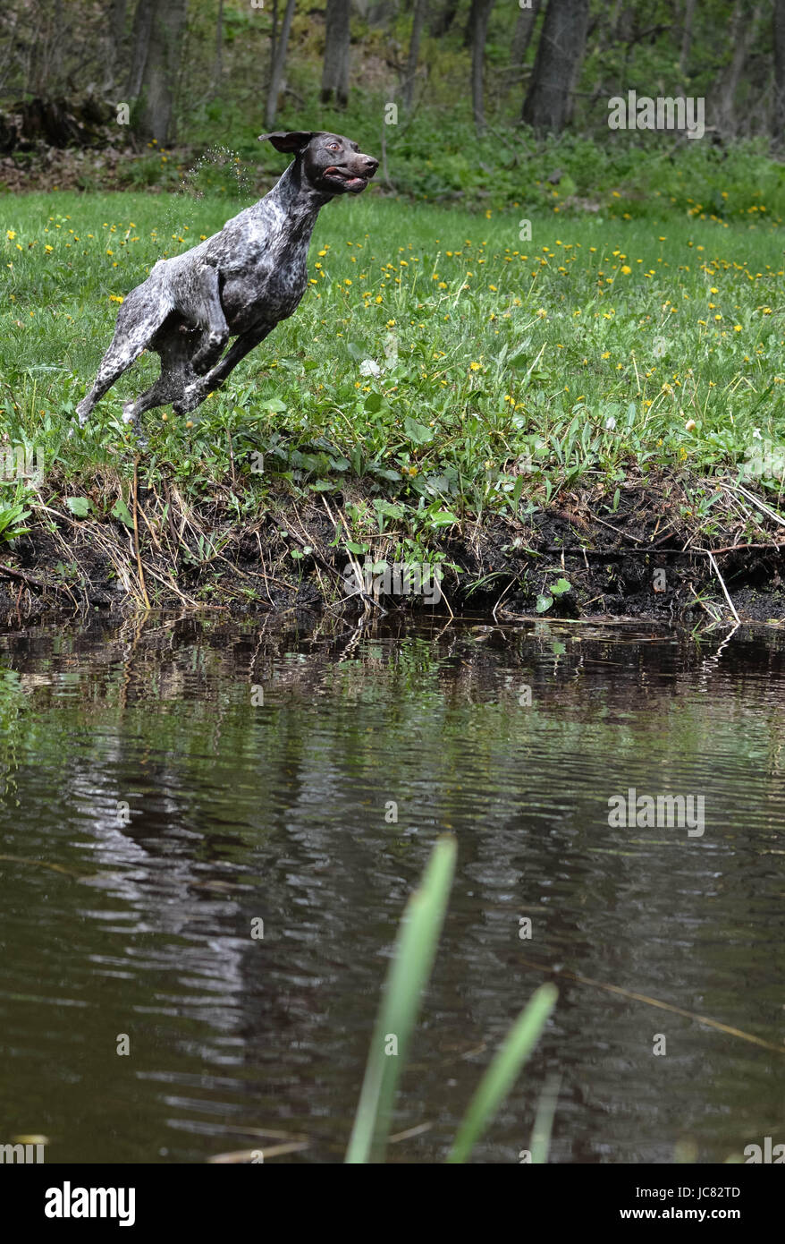 German shorthaired pointer exercise hi-res stock photography and images ...