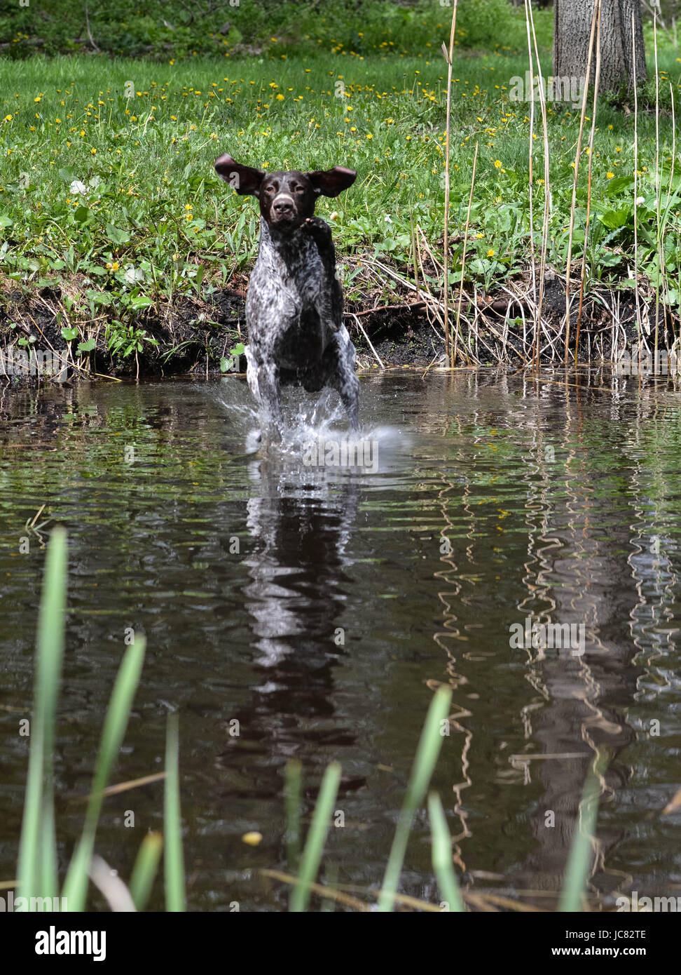 German shorthaired pointer exercise hi-res stock photography and images ...