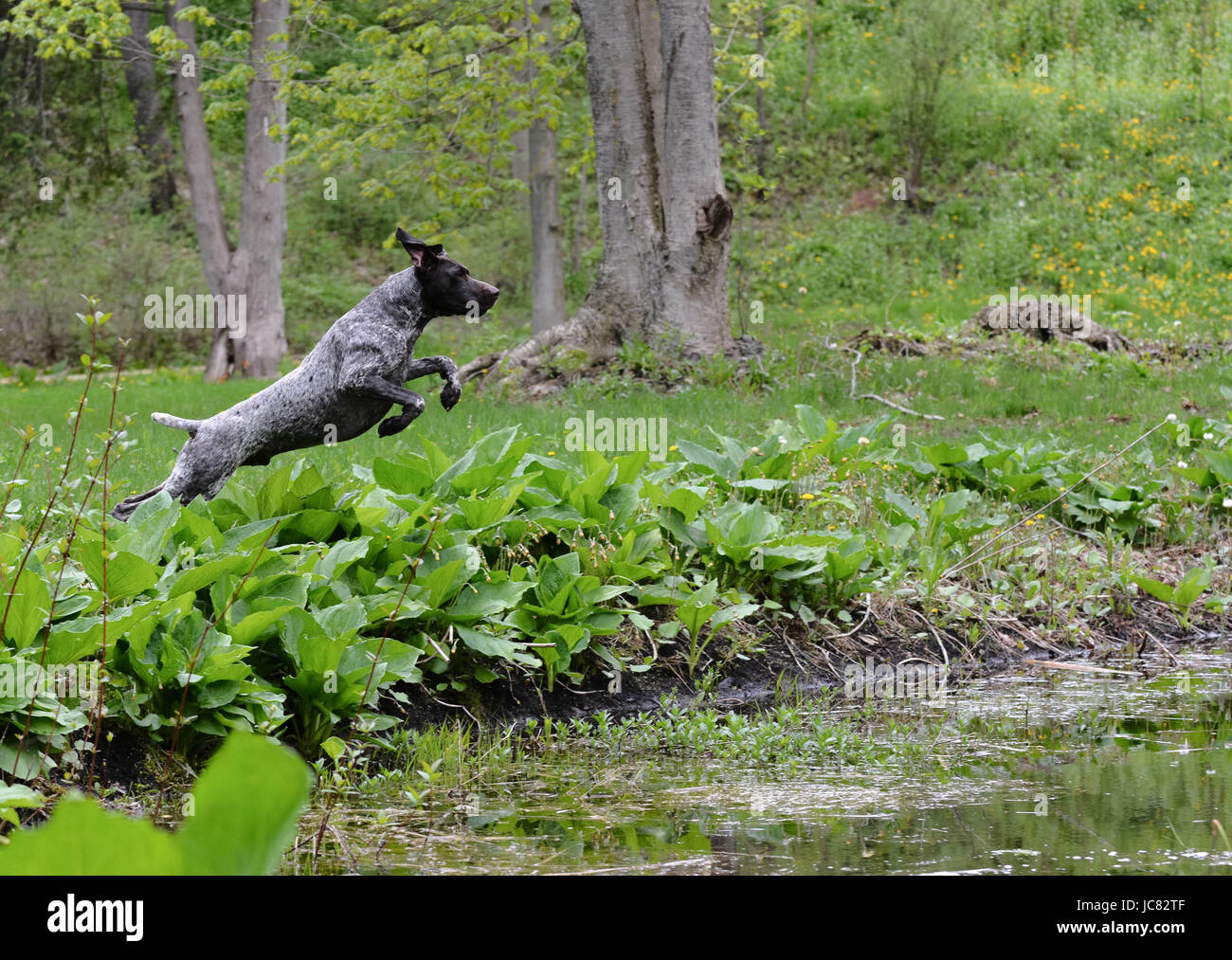 german shorthaired pointer jumping into the river Stock Photo - Alamy