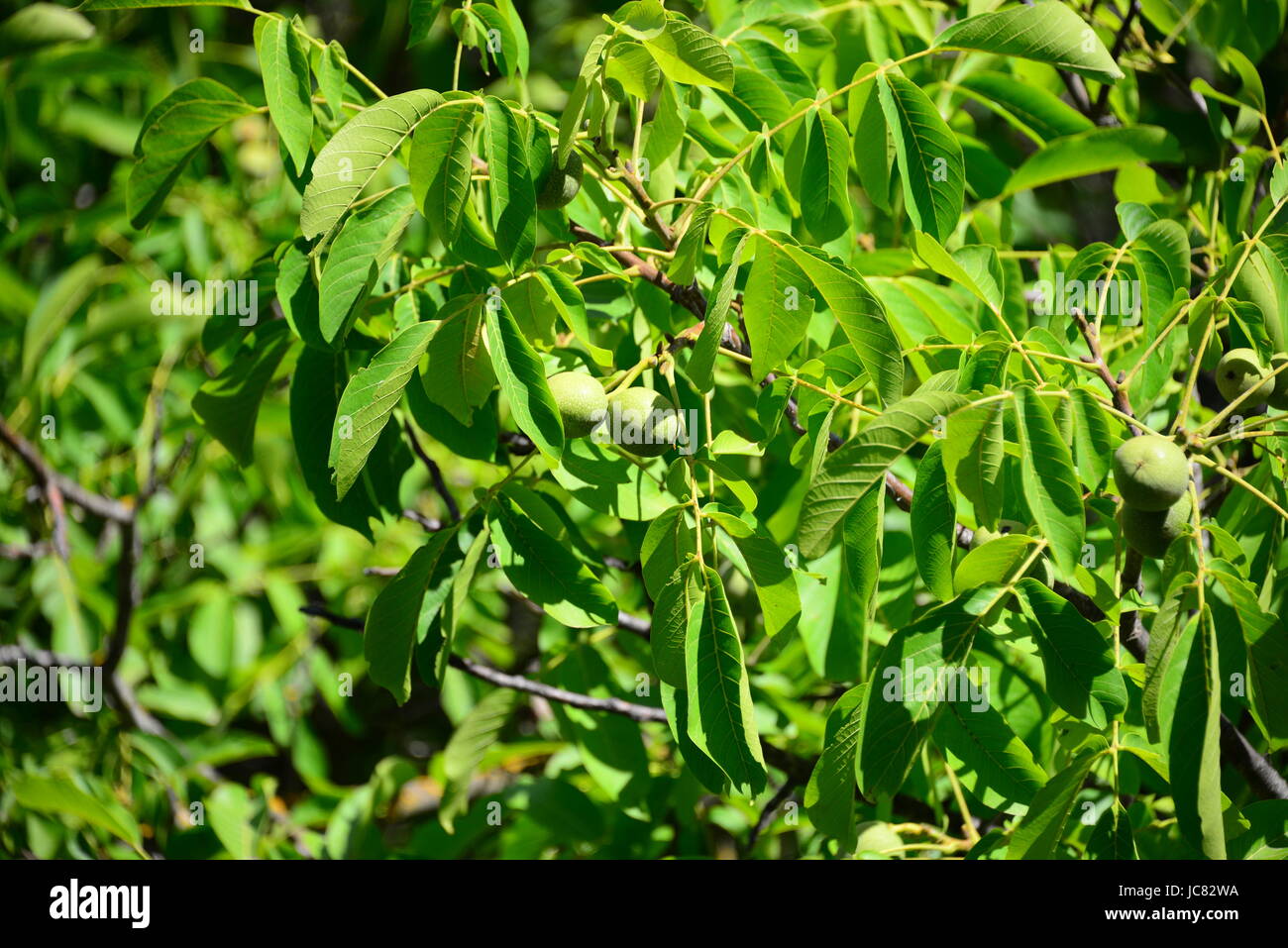 walnut tree - spain Stock Photo - Alamy