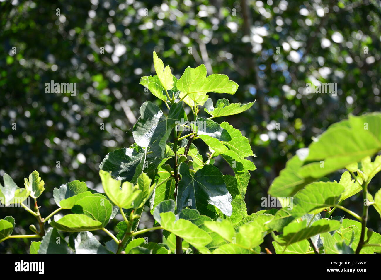 autumn foliage fig tree Stock Photo - Alamy