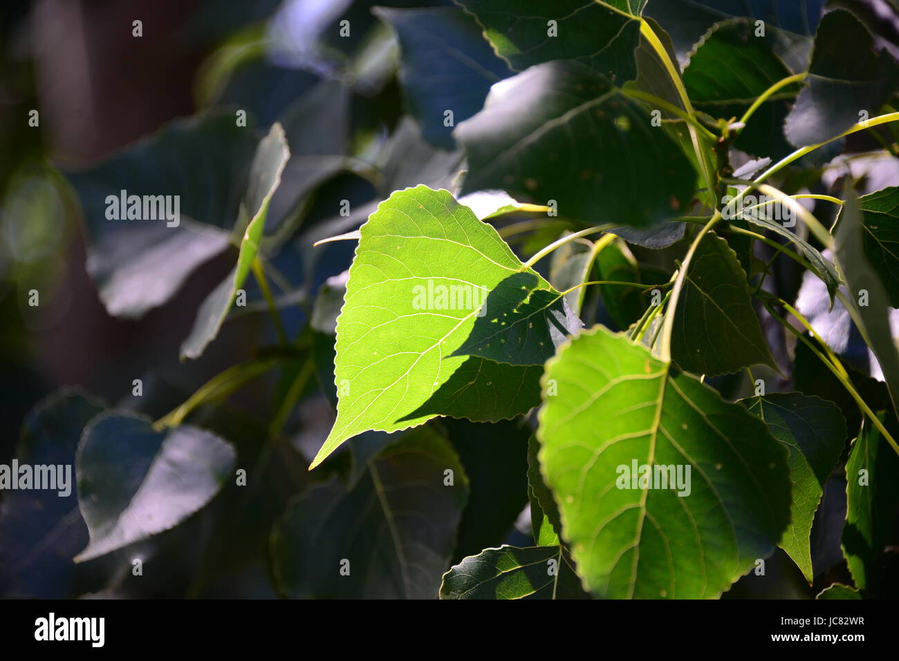 spring flowers - fresh shoots Stock Photo - Alamy