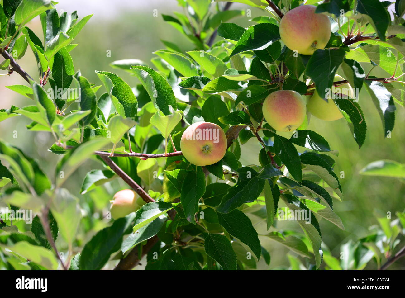 apples / apple on the tree Stock Photo - Alamy