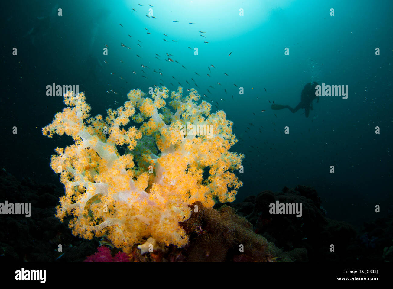 Yellow soft corals glowing in the deep blue water in tropical water ...