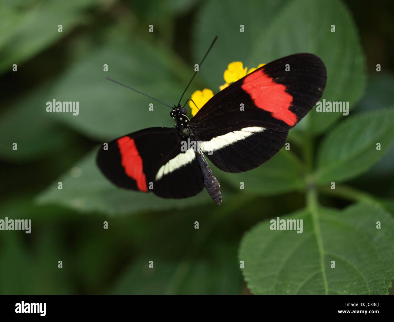 H erato hi-res stock photography and images - Alamy