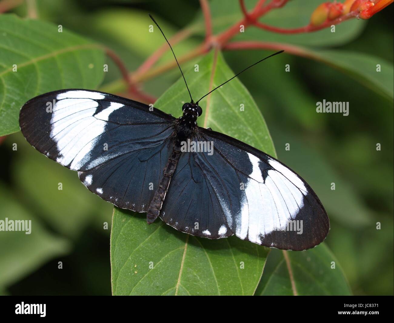 Mailman america hi-res stock photography and images - Alamy