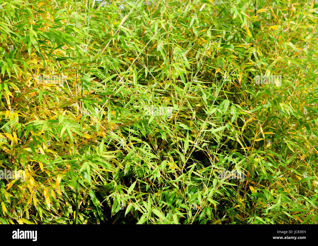 Photo of a beautiful and lush bamboo plant Stock Photo - Alamy