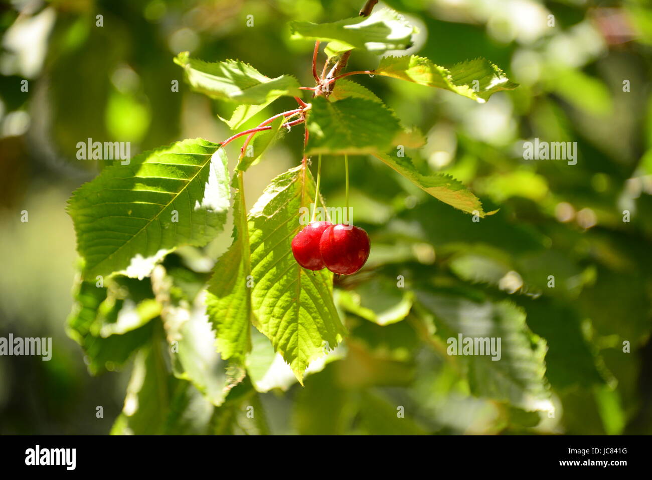 cherry - spain Stock Photo - Alamy