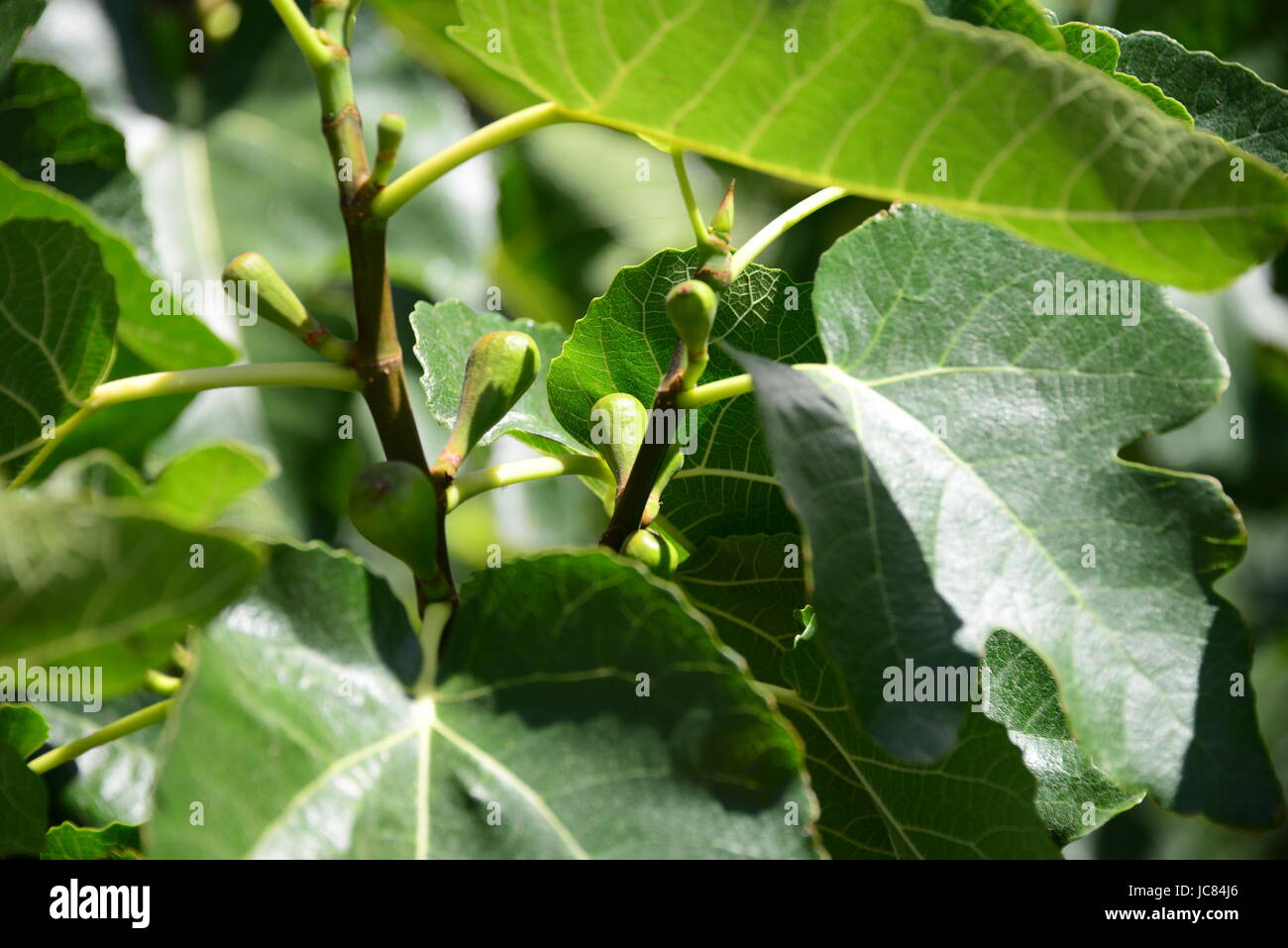fig tree in spain Stock Photo - Alamy