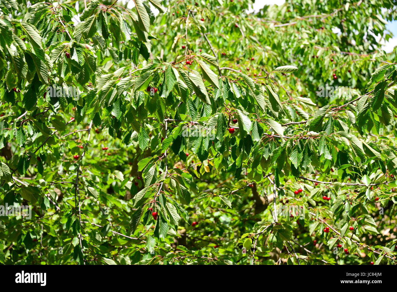 cherry tree in spain Stock Photo - Alamy