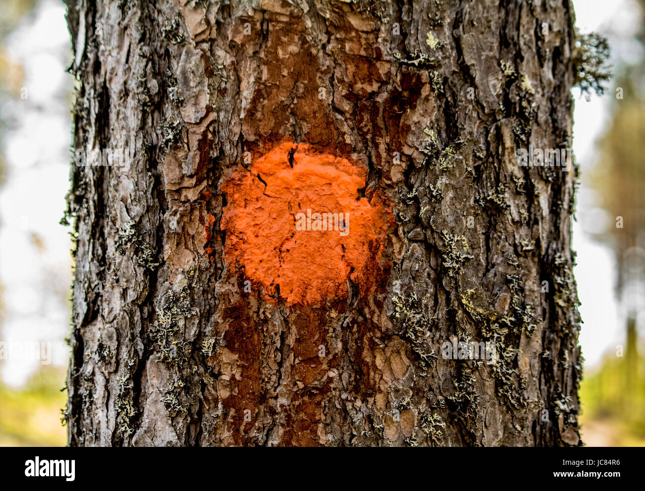 Spot on a tree Stock Photo - Alamy