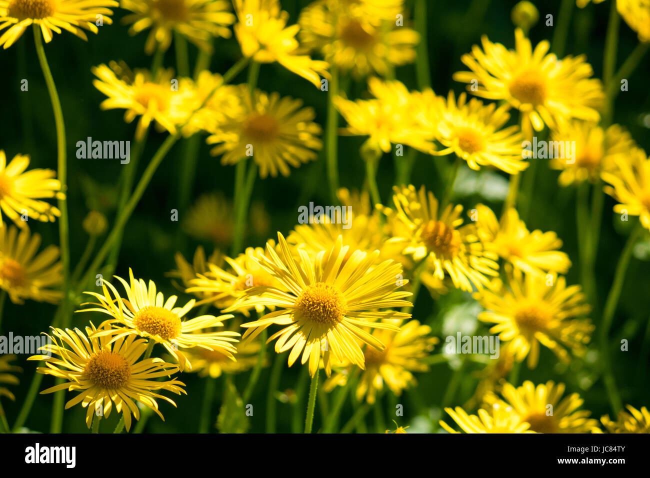Classic yellow flowers hi-res stock photography and images - Alamy