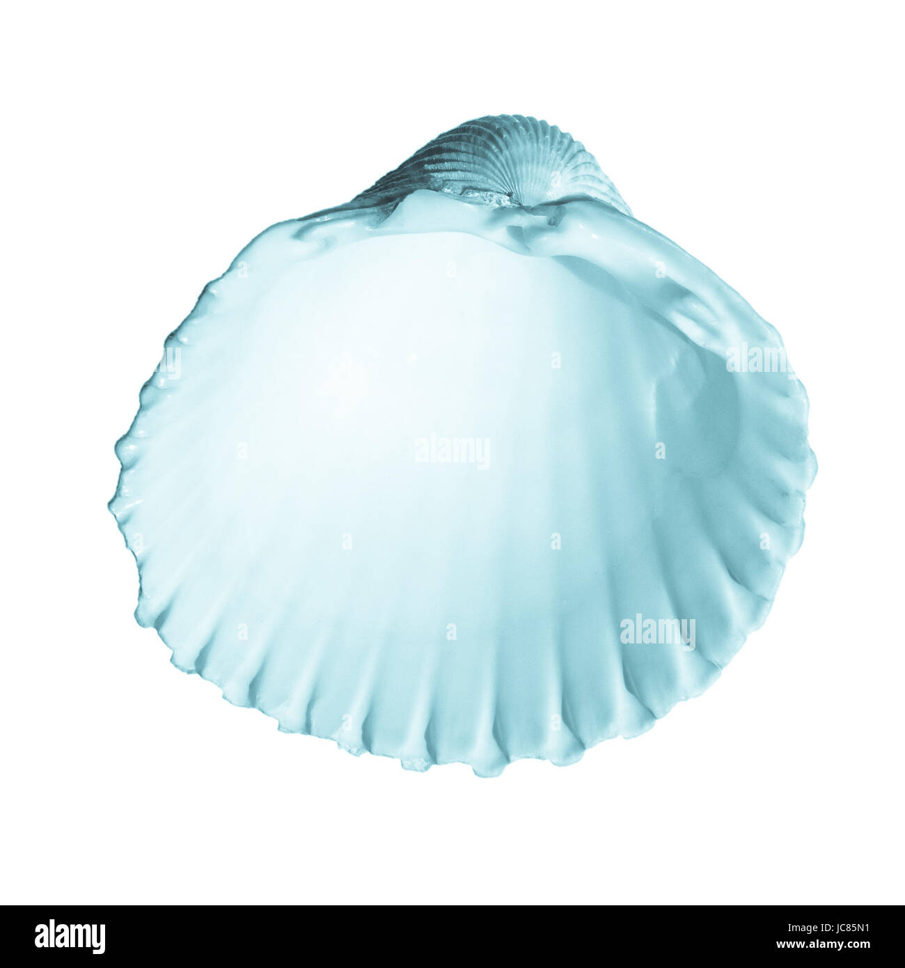 Isolated sea shell over white background picture - cool cyanotype Stock ...