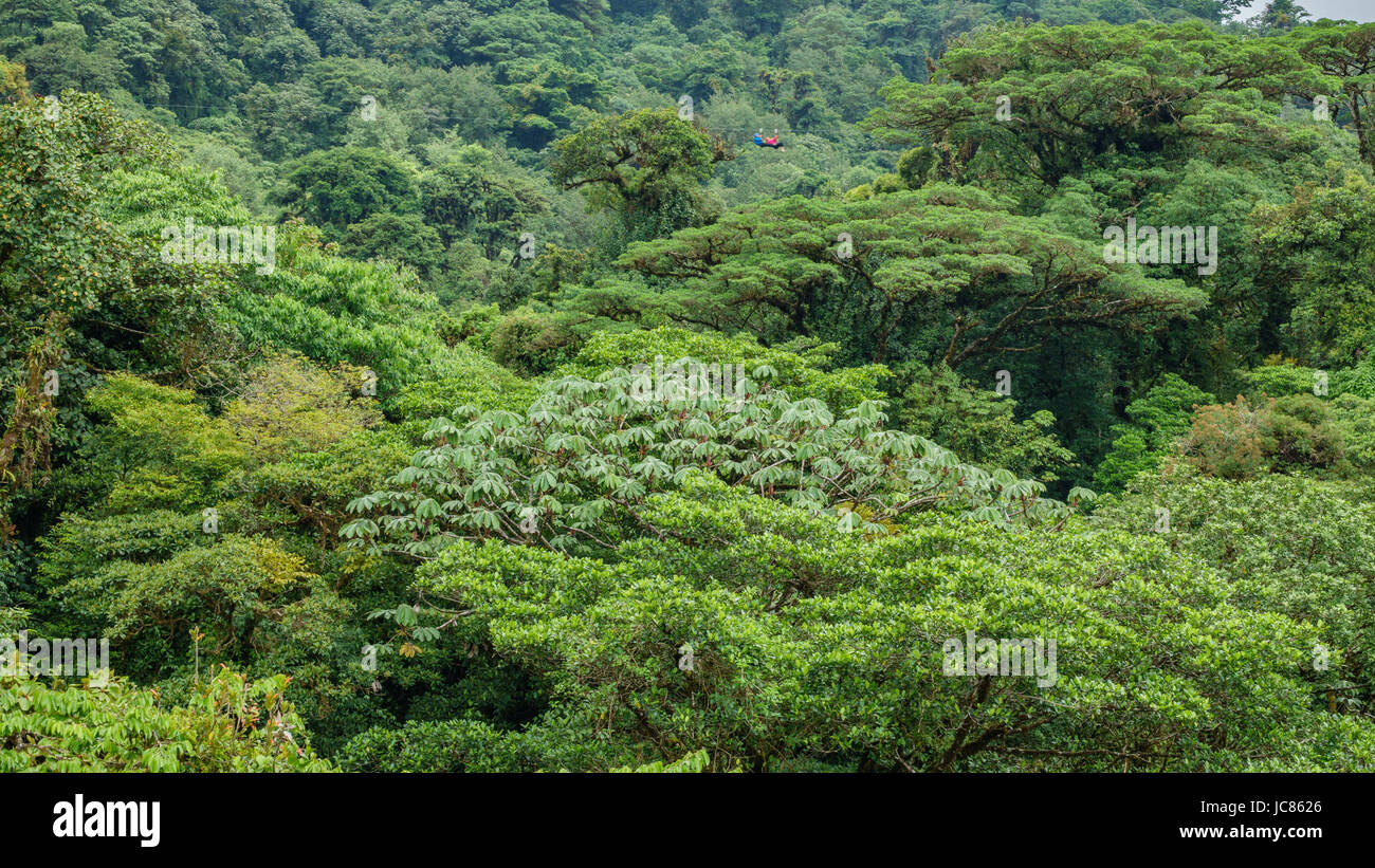 Wide angle view of Monteverde forest with canopy and tourists Stock ...