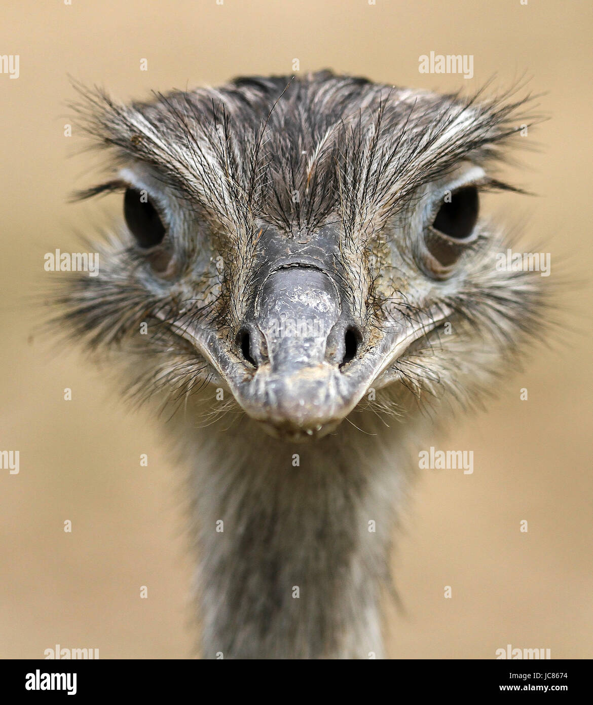 Cursorial hi-res stock photography and images - Alamy