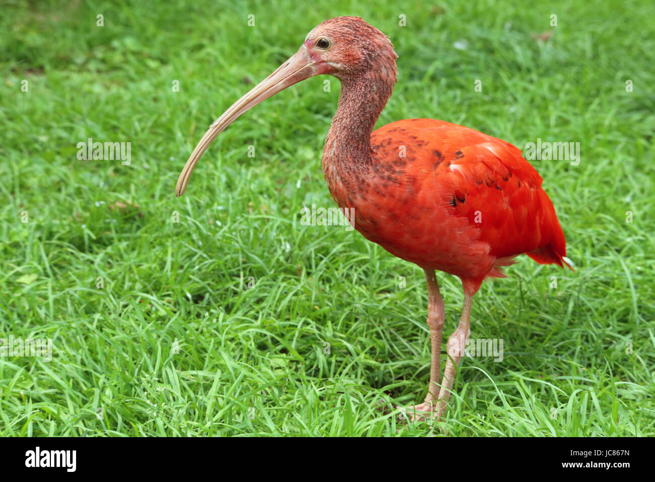 scarlet ibis eudocimus ruber Stock Photo - Alamy