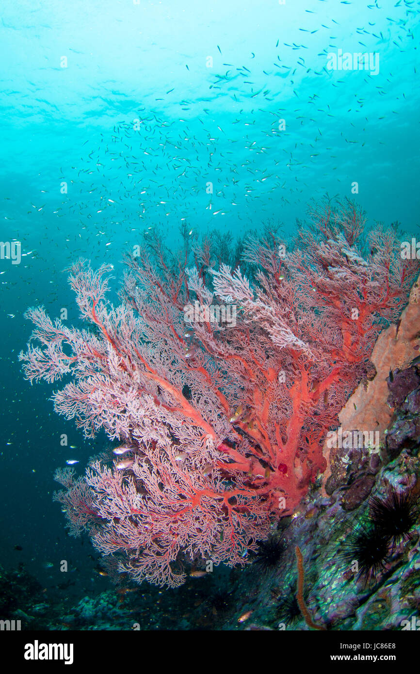 Gorgeous pink gorgonian sea fan blossoming among a school of small bait ...