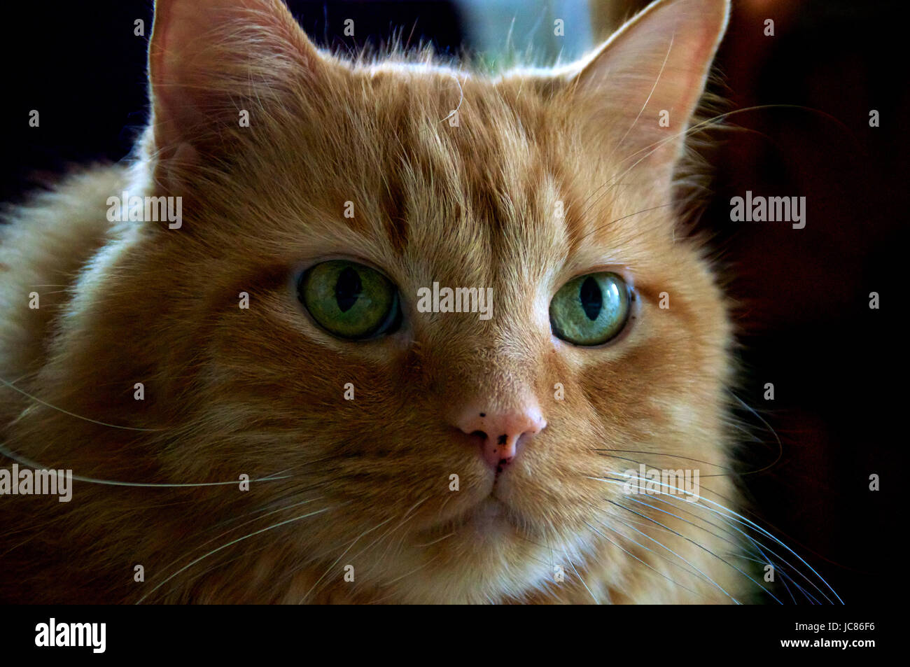 Portrait of an orange ginger cat looking slightly away with rim ...