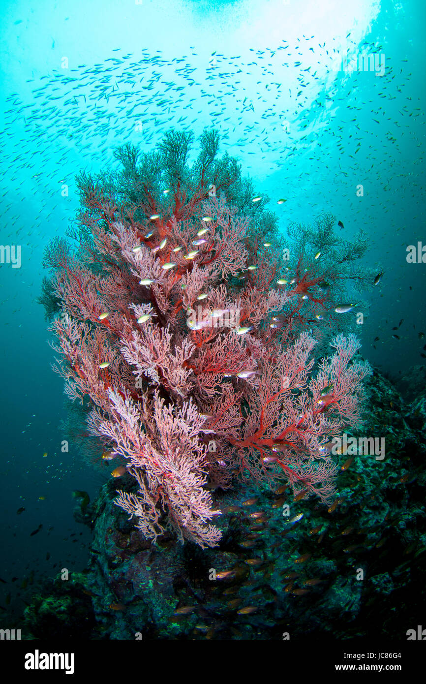 Gorgeous pink gorgonian sea fan blossoming among a school of small bait ...