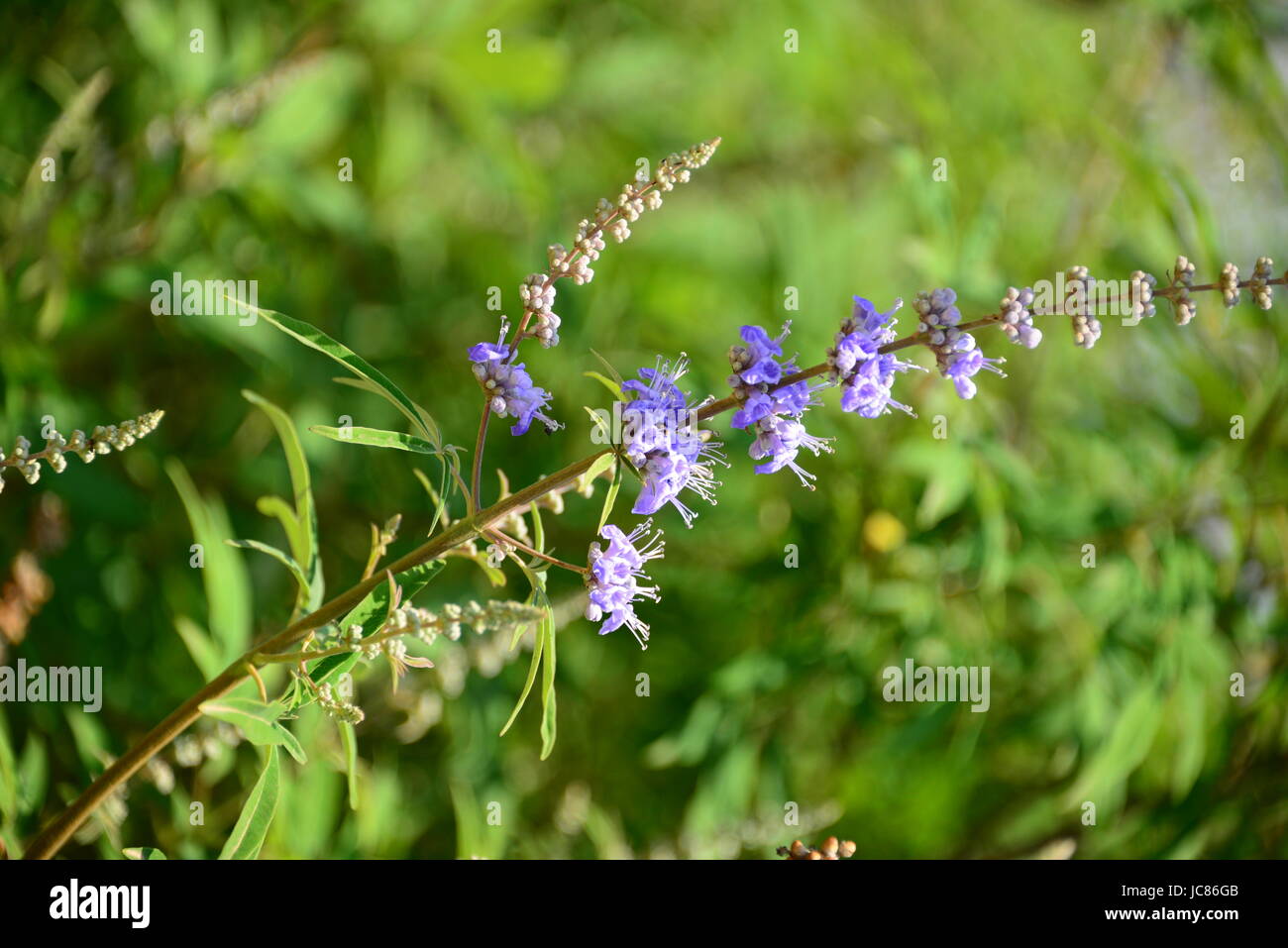 spring flowers - fresh shoots Stock Photo - Alamy