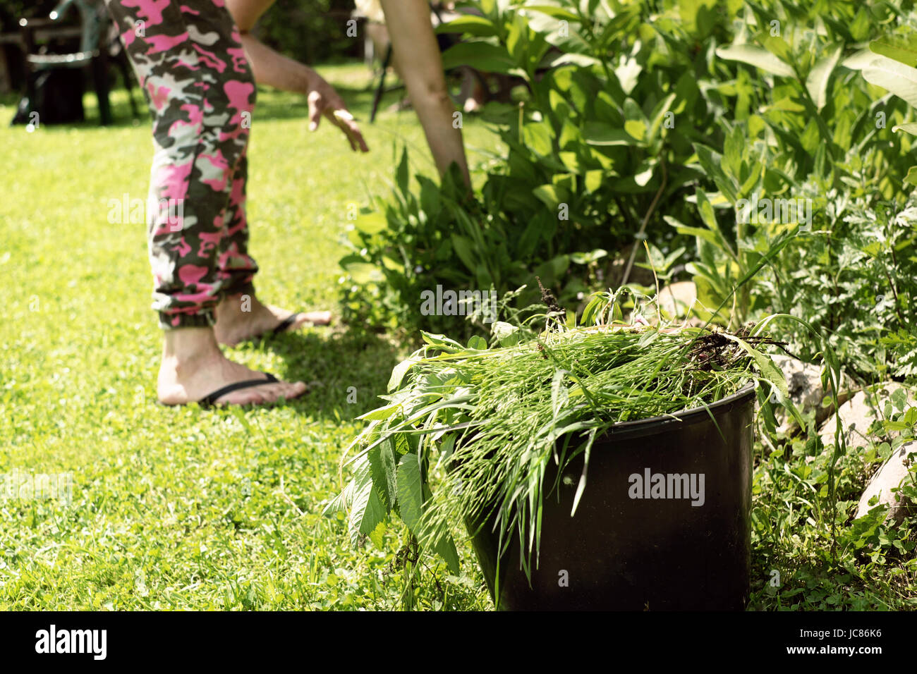Female manual worker removing weeds in a garden, hot summertime day ...