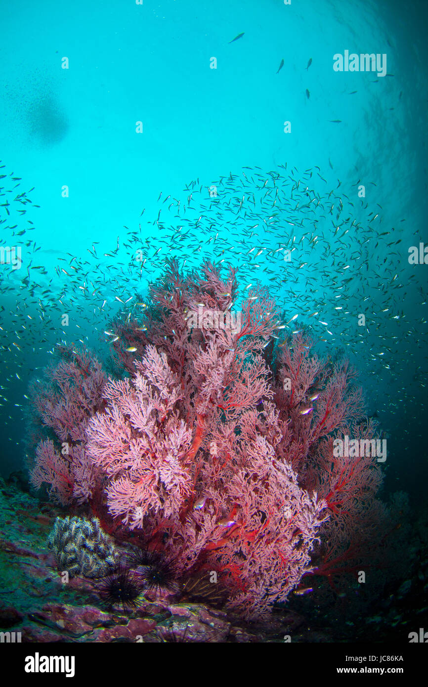 Pink sea fan coral hi-res stock photography and images - Alamy