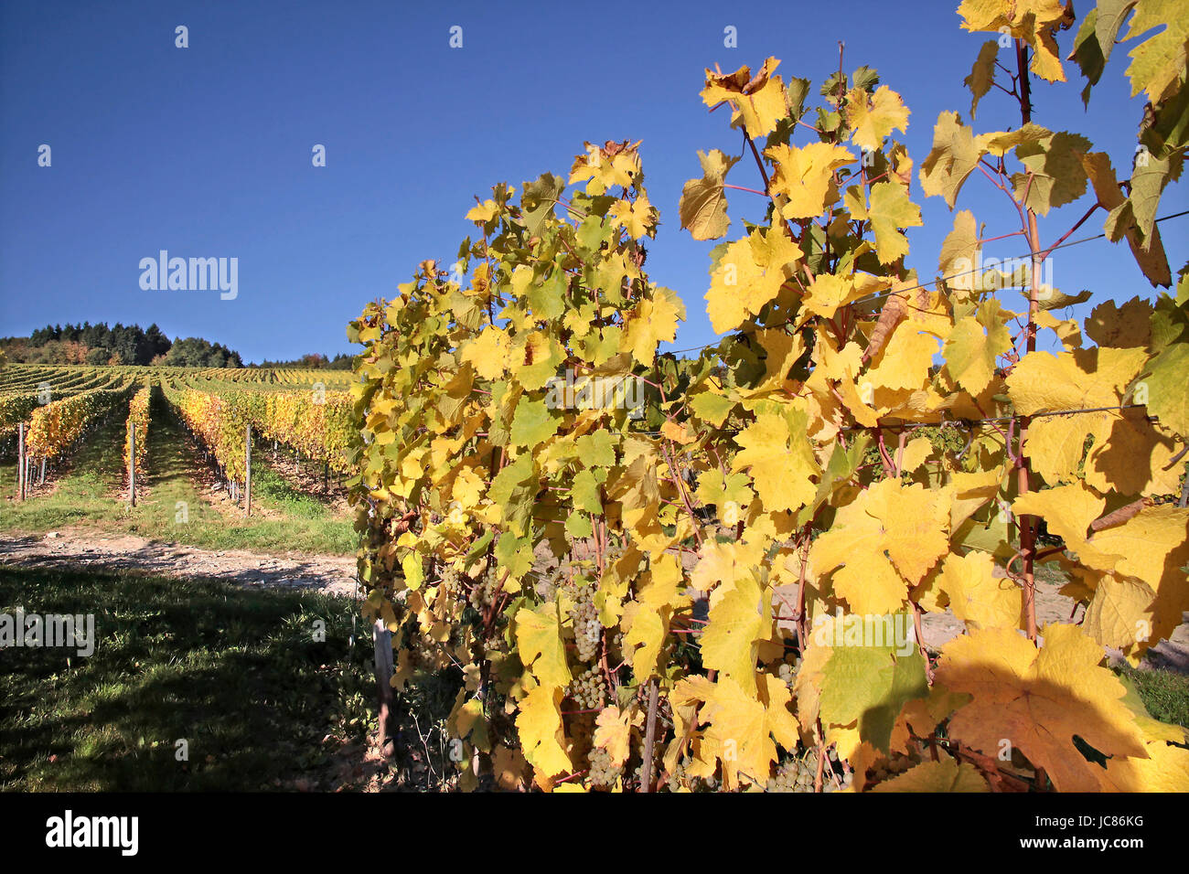 Weinberg im Herbst bei Kiedrich, Rheingau, Hessen, Deutschland Stock ...