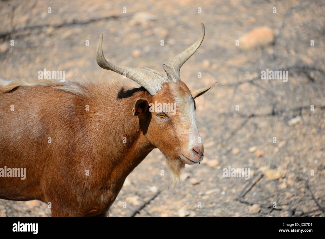 goat in pasture Stock Photo - Alamy