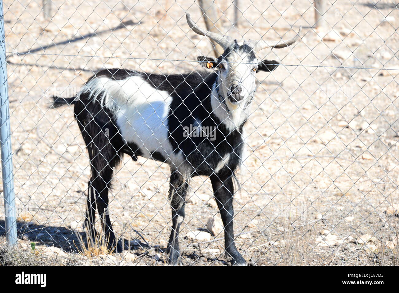 goat in pasture Stock Photo - Alamy