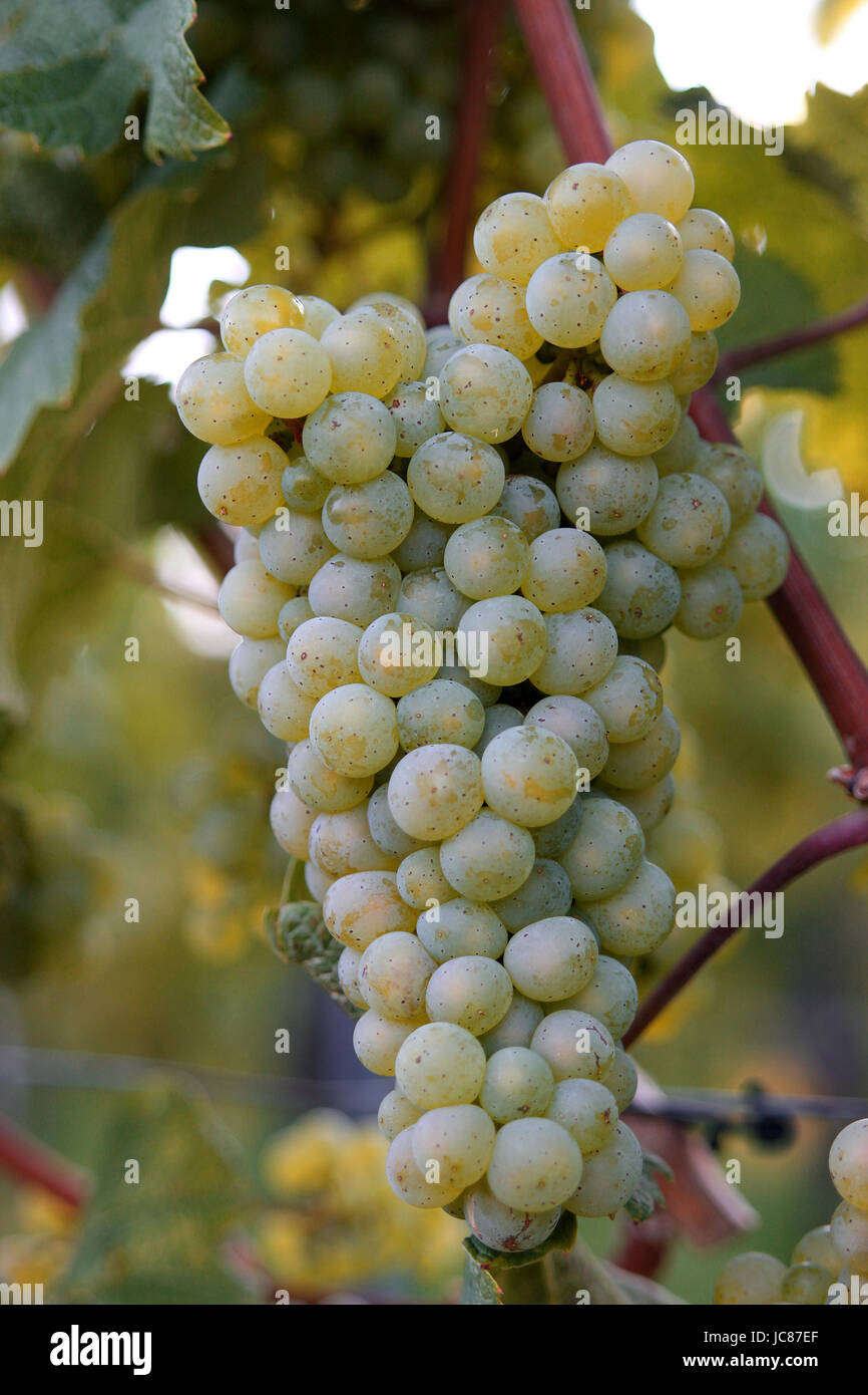 Rieslingtrauben hi-res stock photography and images - Alamy