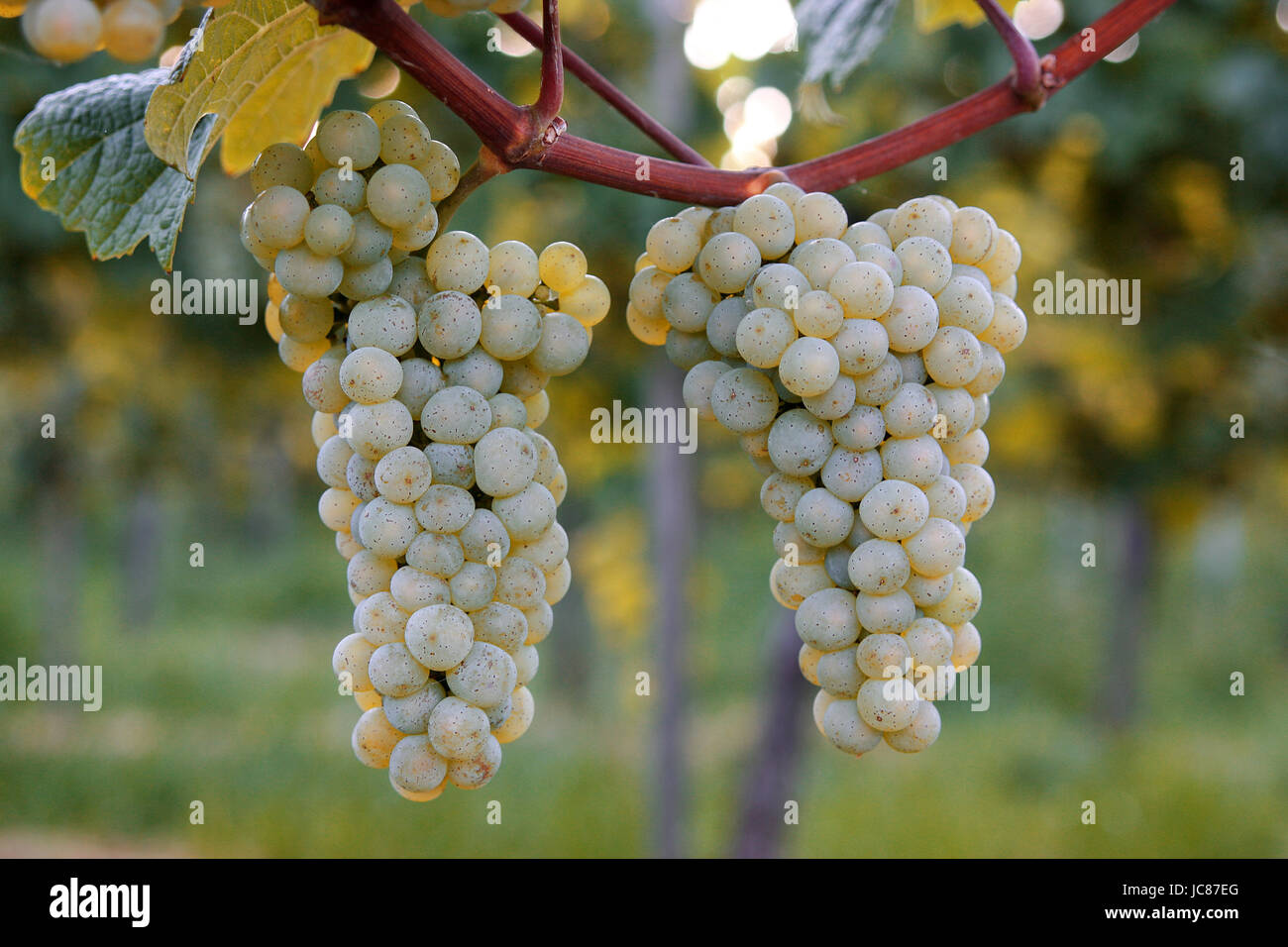 Rieslingtrauben hi-res stock photography and images - Alamy