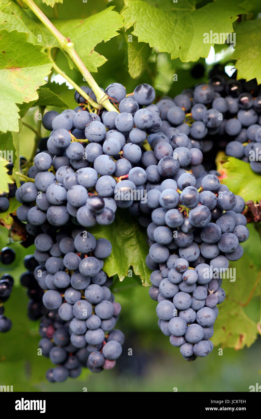 Bio rotwein hi-res stock photography and images - Alamy