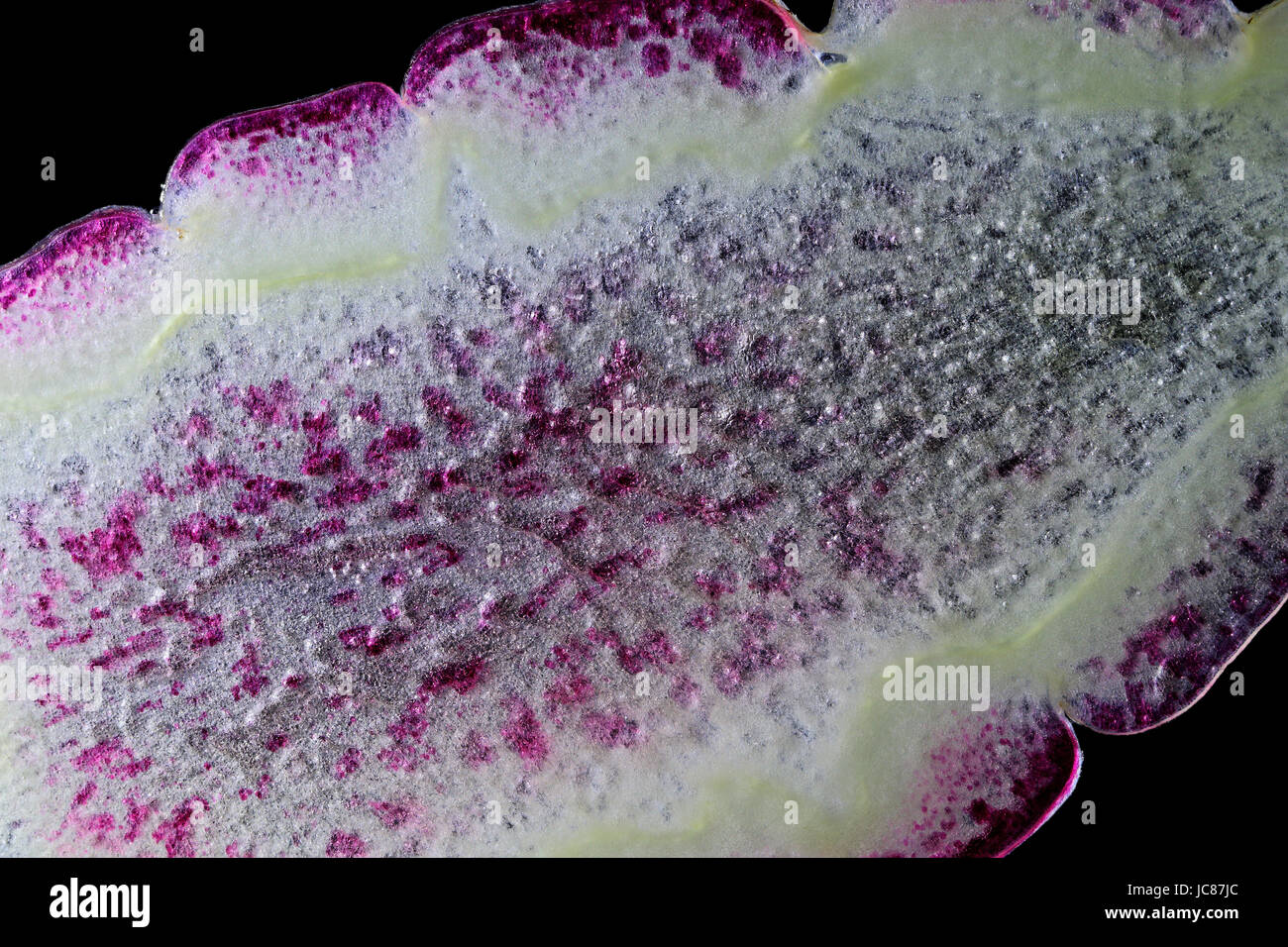 Prebiotikum hi-res stock photography and images - Alamy