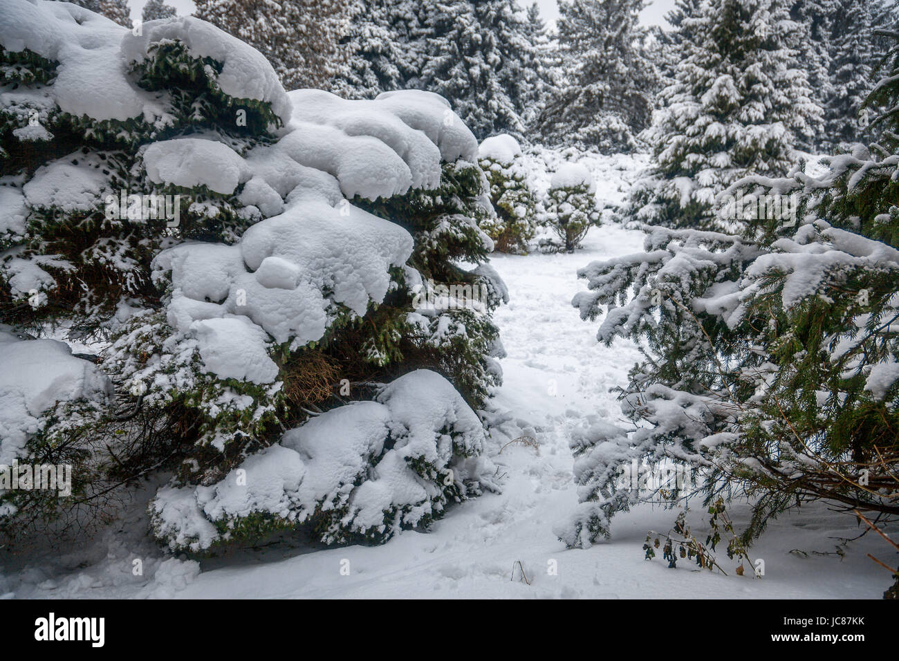 Vibrant shot fir tree hi-res stock photography and images - Alamy