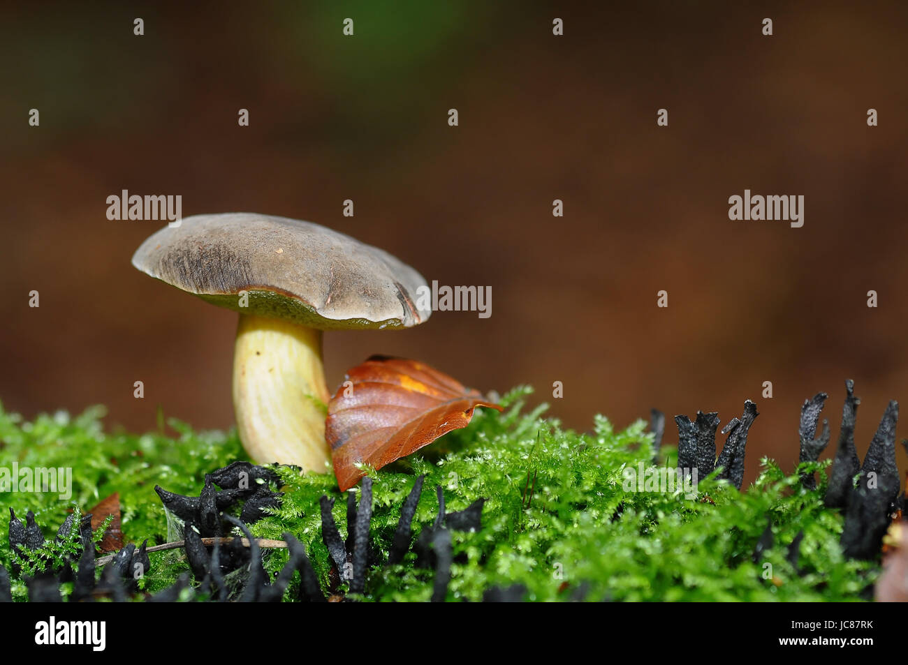 Bitter boletus hi-res stock photography and images - Alamy