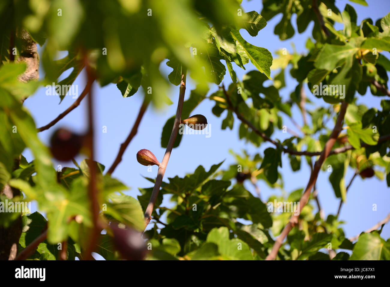 autumn foliage fig tree Stock Photo - Alamy