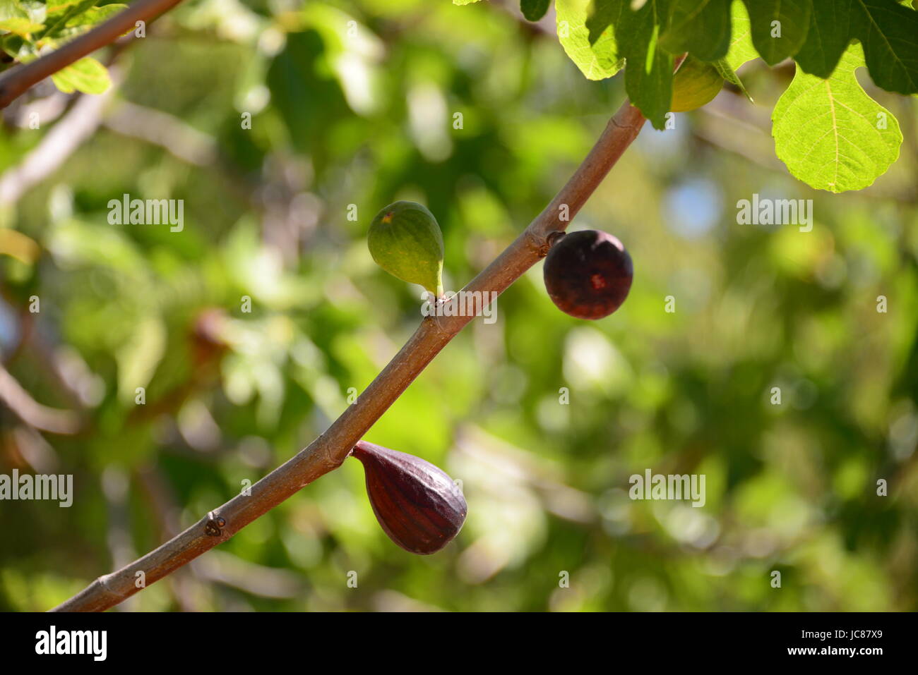 autumn foliage fig tree Stock Photo - Alamy