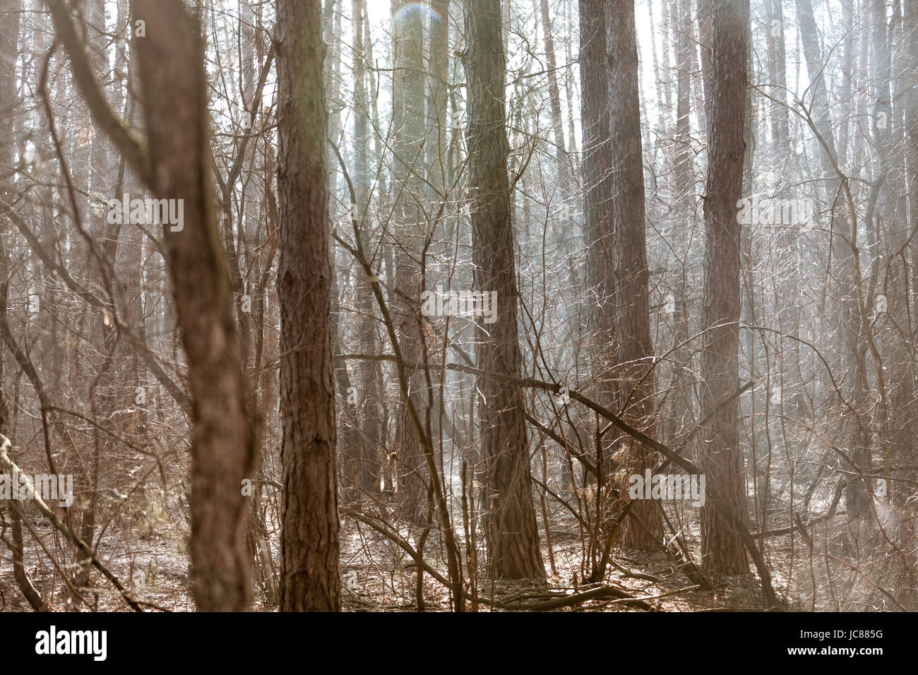 Landscape of misted autumn forest Stock Photo - Alamy