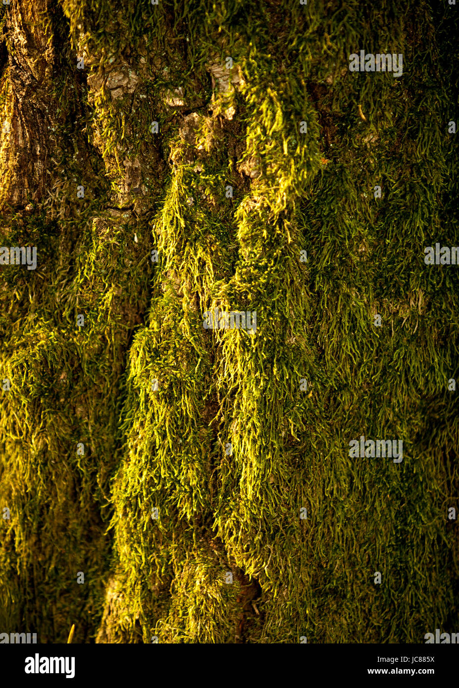 Closeup photo of moss growing on tree at forest Stock Photo - Alamy
