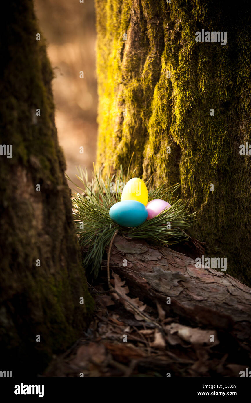 Closeup photo of colored eggs hidden under tree at forest Stock Photo ...