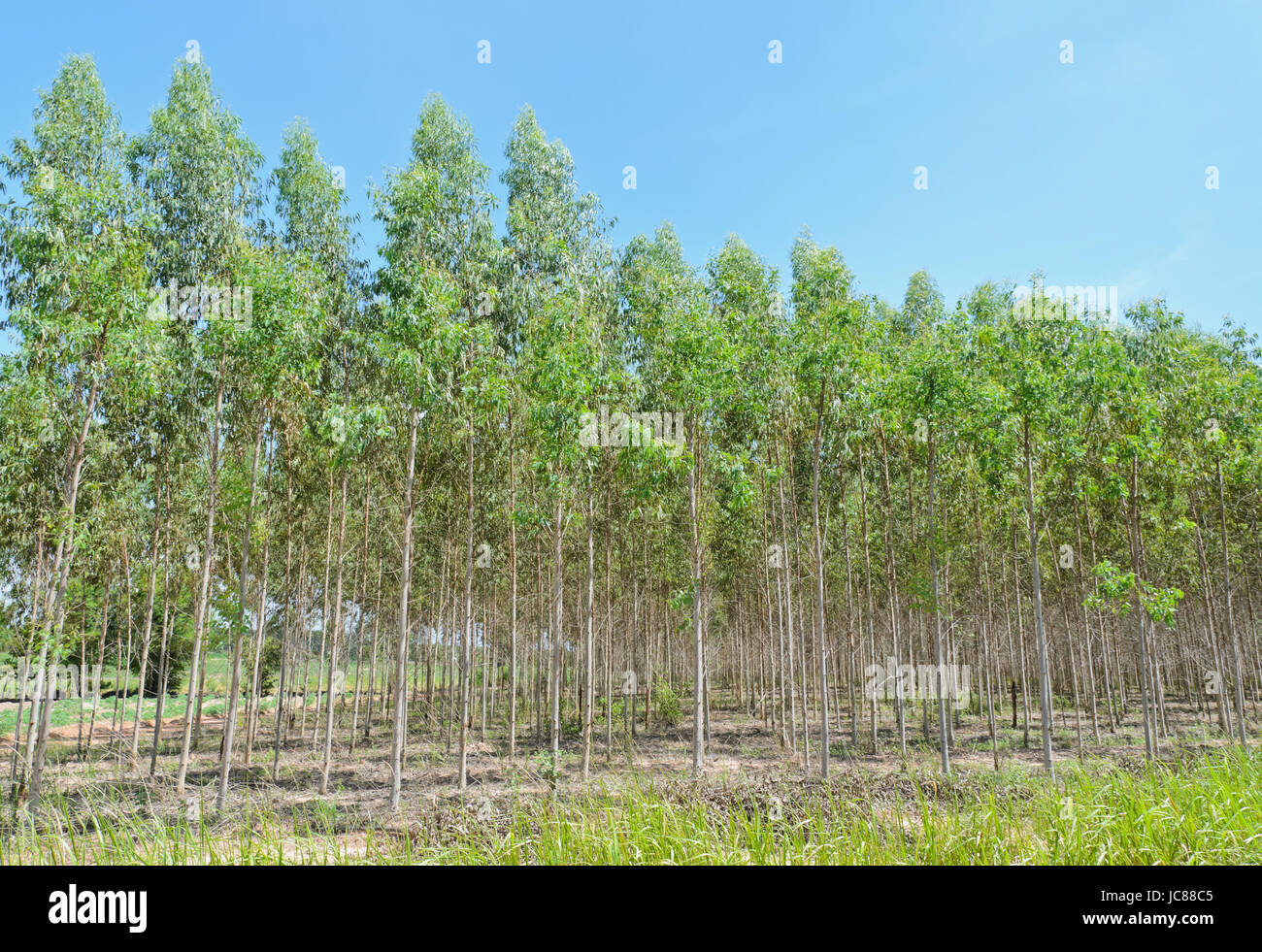 Pulpwood tree hi-res stock photography and images - Alamy